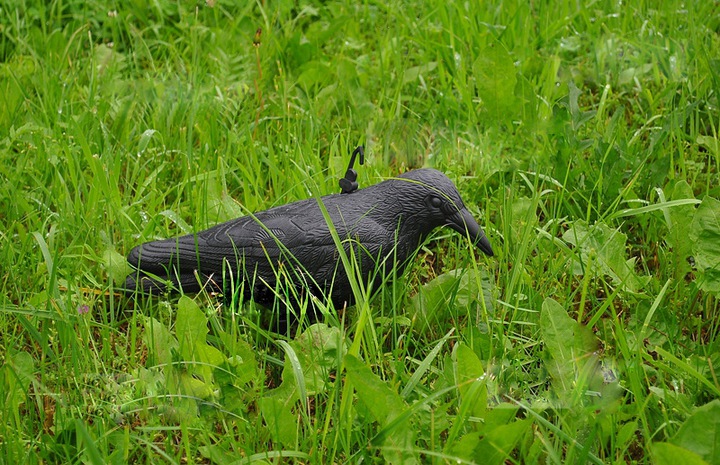 Sperietoare corb, Zola, pentru porumbei, neagra, 33x20 cm - eMAG.ro